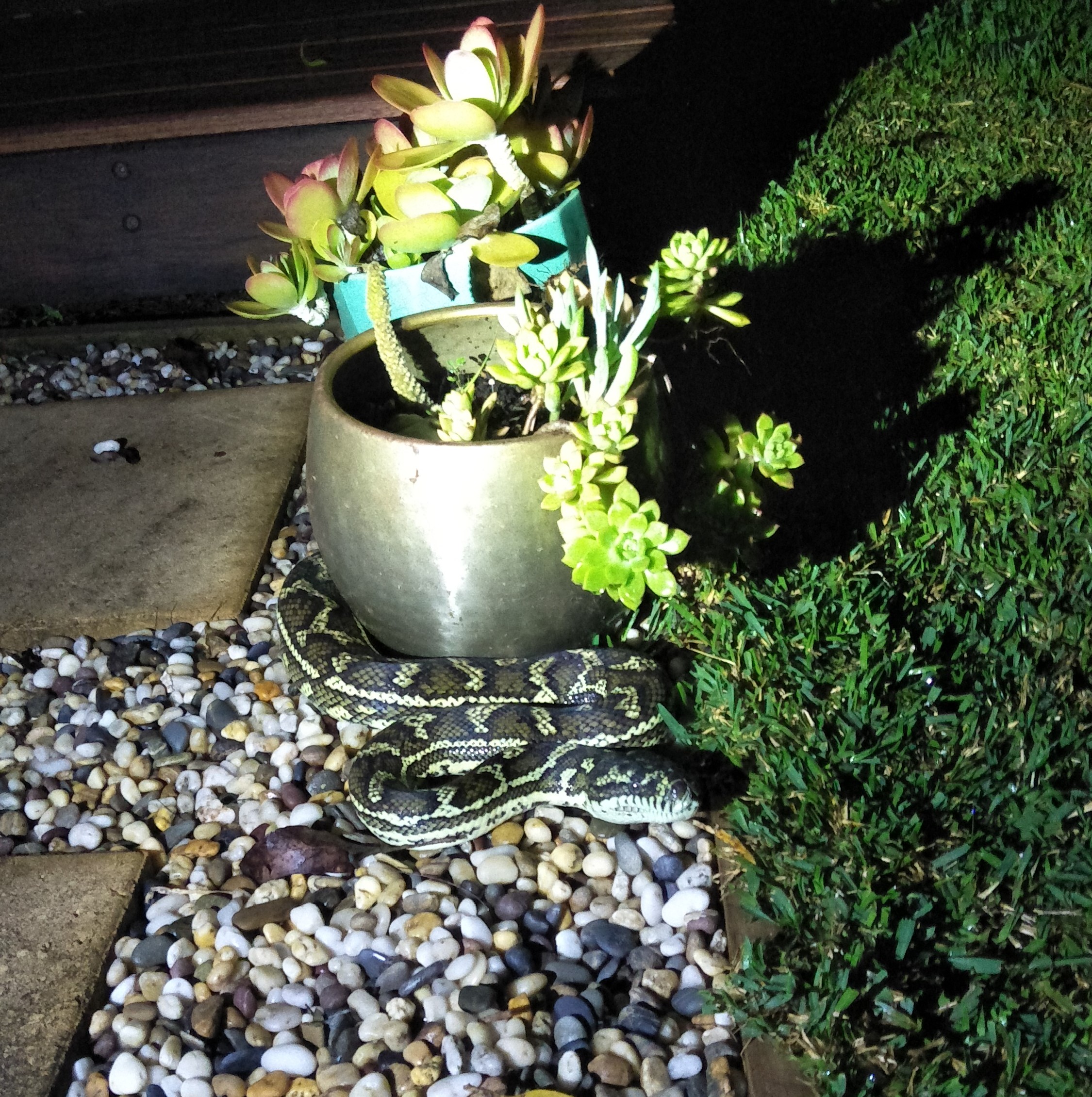 python-hunting-at-steps-to-bedroom – Andrew the Bird Guy